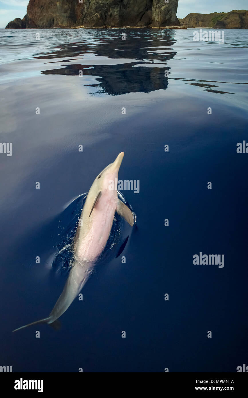 Indo-Pacific bottlenose dolphin, Tursiops aduncus, bow-riding, Chichi ...