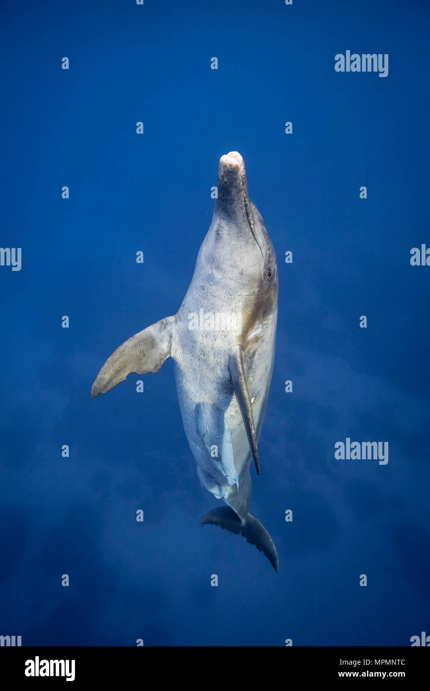 Indo-Pacific bottlenose dolphin, Tursiops aduncus, Chichi-jima, Bonin ...