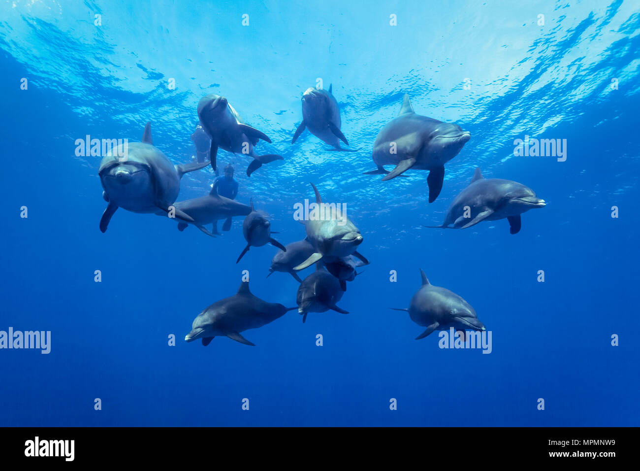 Indo-Pacific bottlenose dolphin, Tursiops aduncus, Chichi-jima, Bonin ...