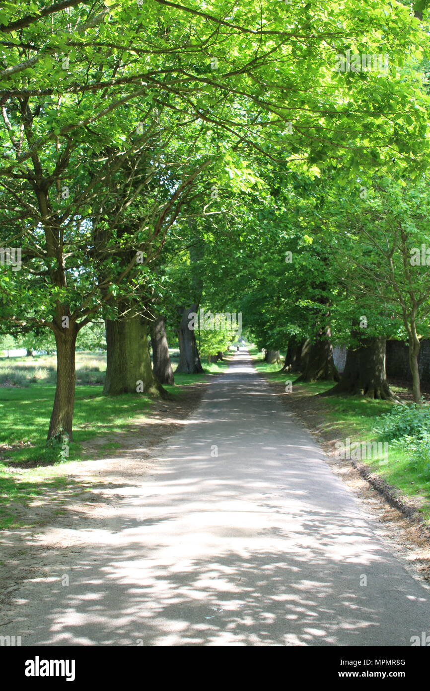 avenue of trees Stock Photo - Alamy