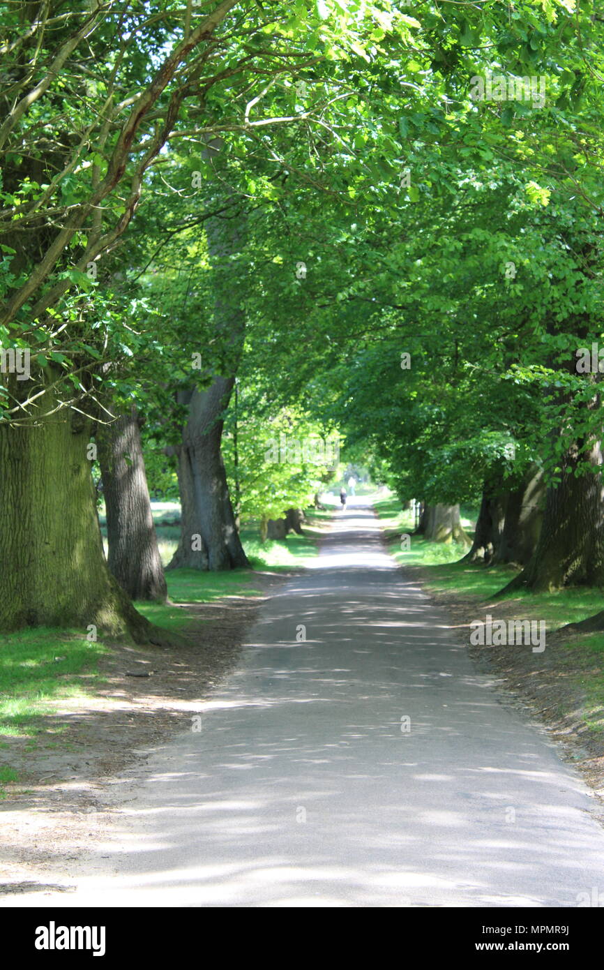 avenue of trees Stock Photo - Alamy