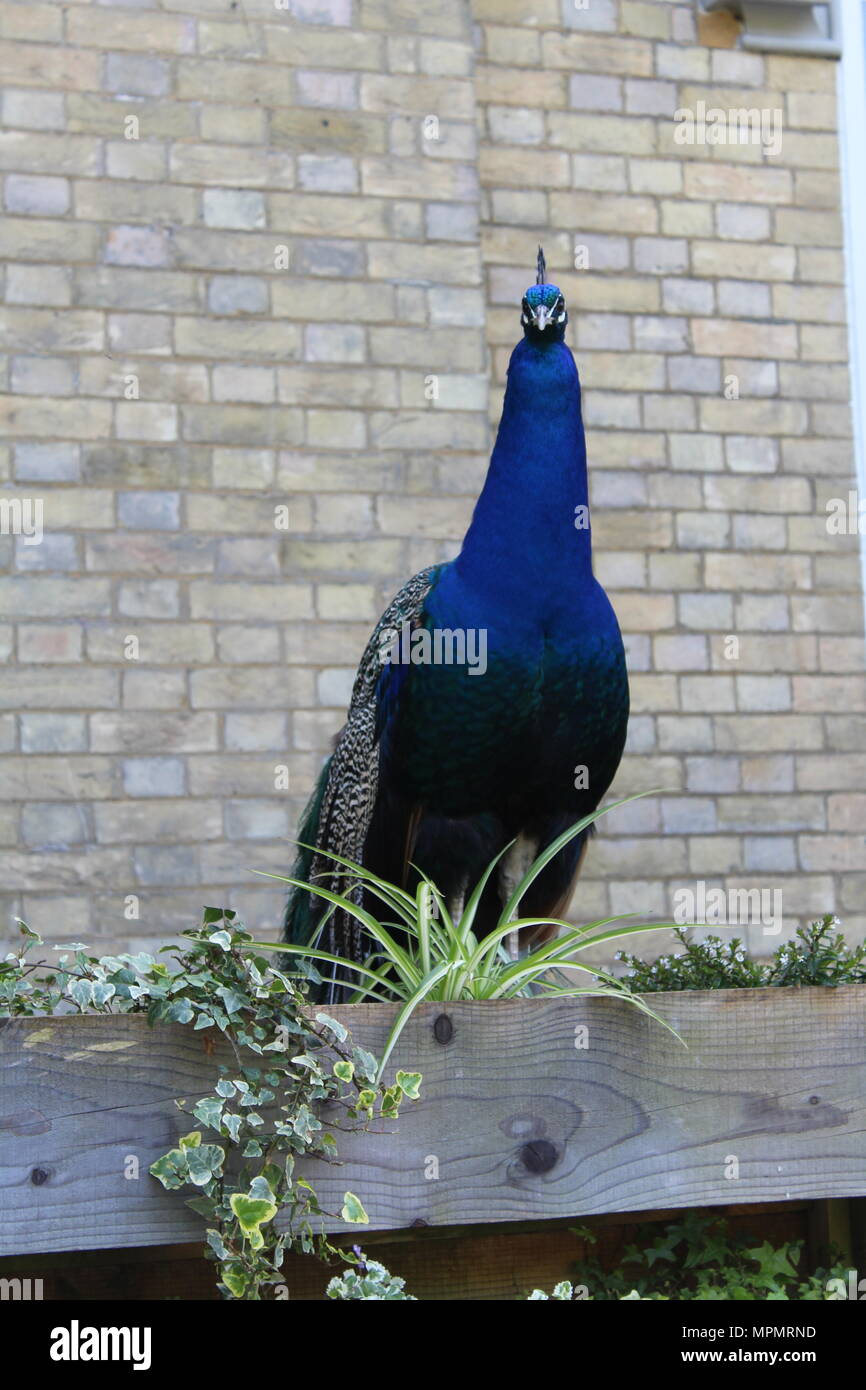 Peacock by a brick wall Stock Photo - Alamy