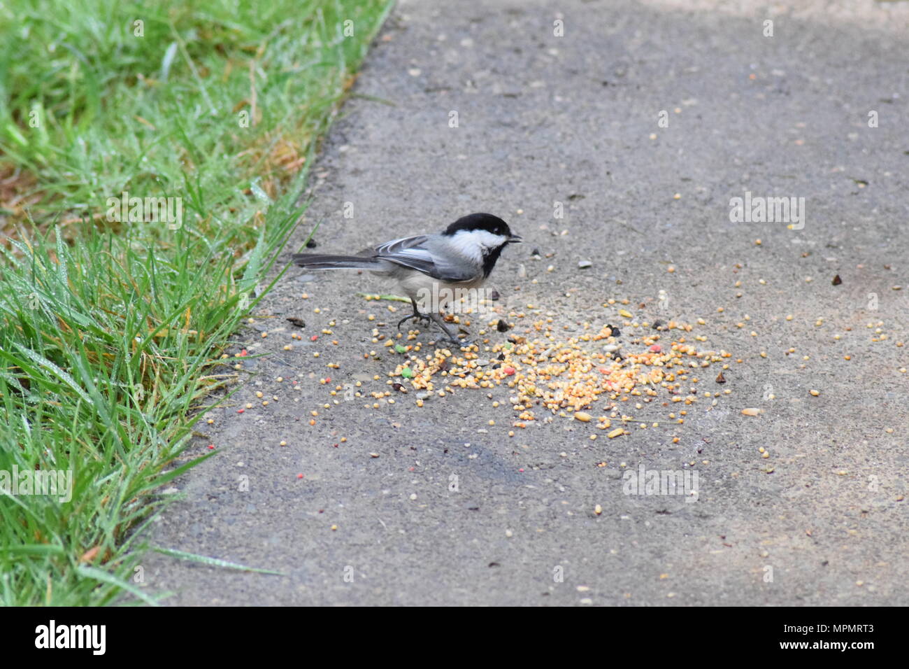 Black capped chickadee eating seeds hi-res stock photography and images ...