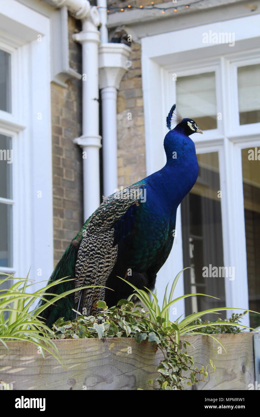 Peacock standing by a window Stock Photo - Alamy