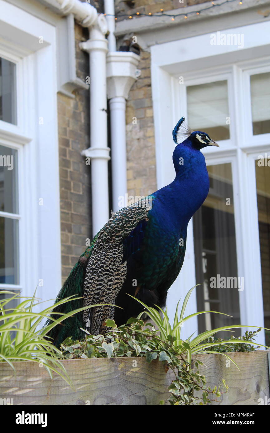 Standing peacock hi-res stock photography and images - Alamy
