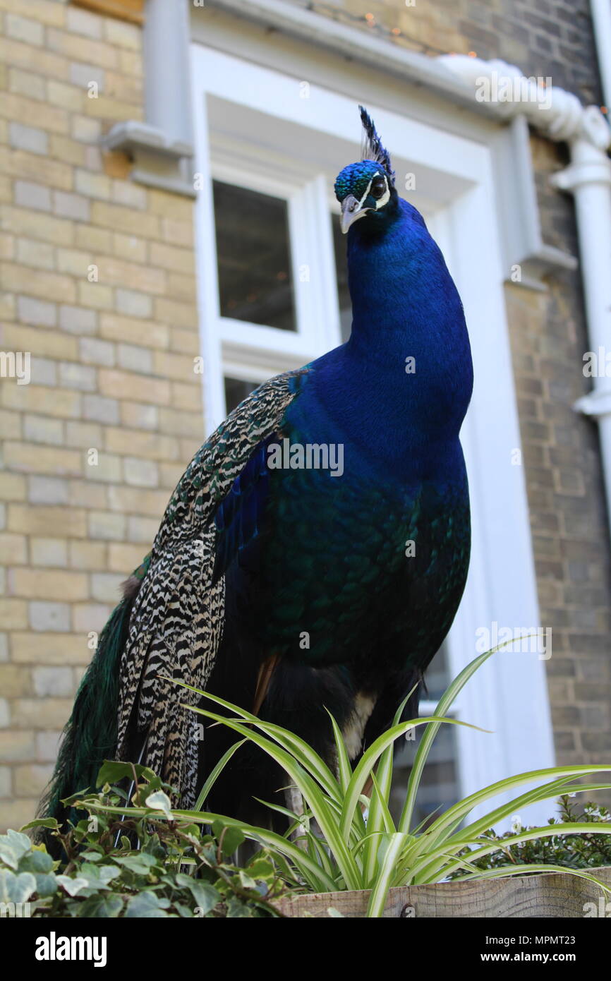 Standing peacock hi-res stock photography and images - Alamy
