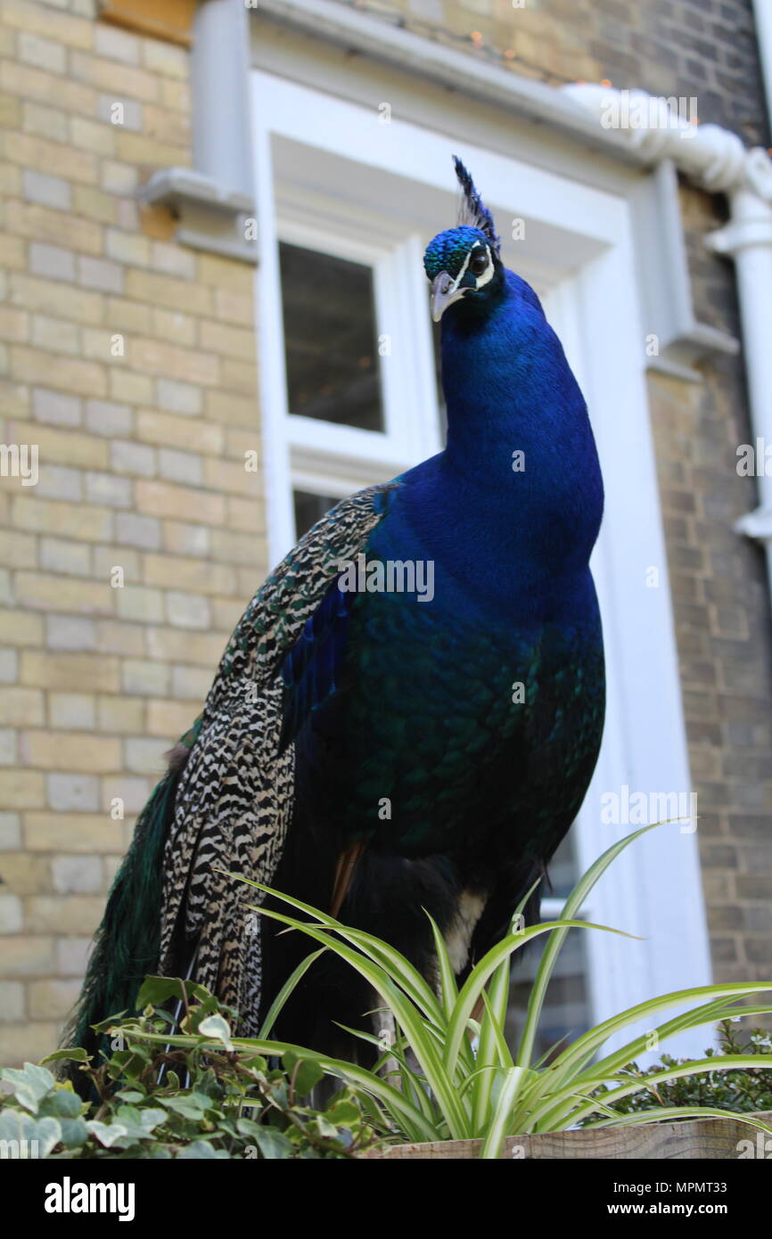 Standing peacock hi-res stock photography and images - Alamy