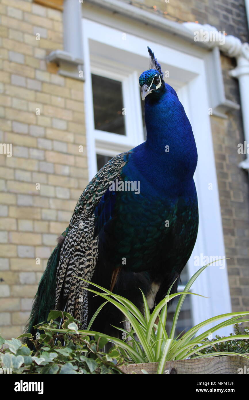 Peacock standing by a window Stock Photo - Alamy