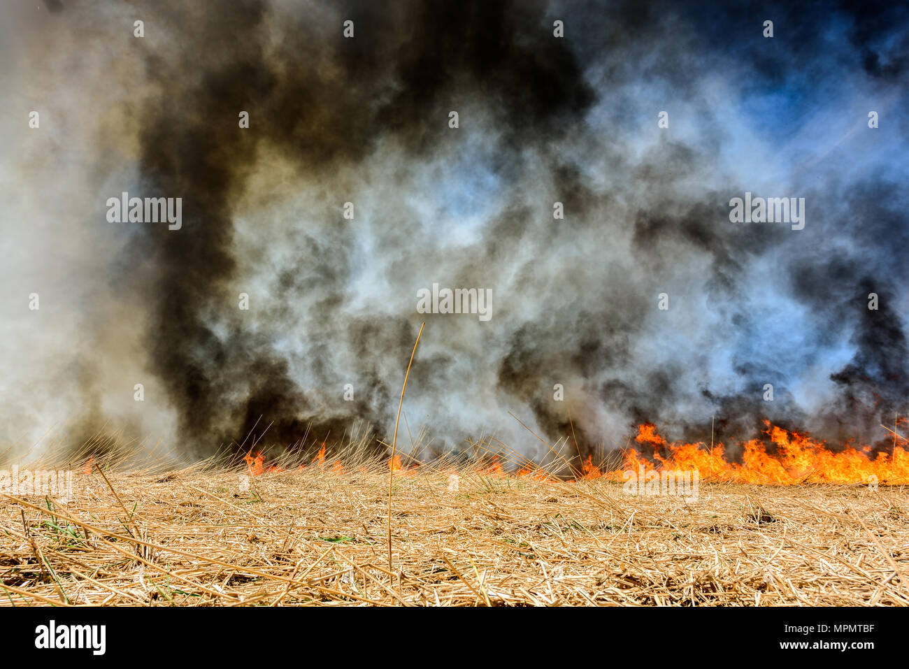 Burning agricultural field, smoke pollution. Image of global and their ...