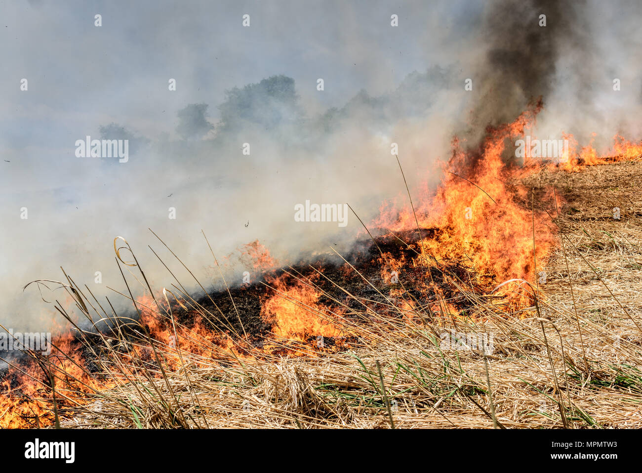 Burning agricultural field, smoke pollution. Image of global and their ...