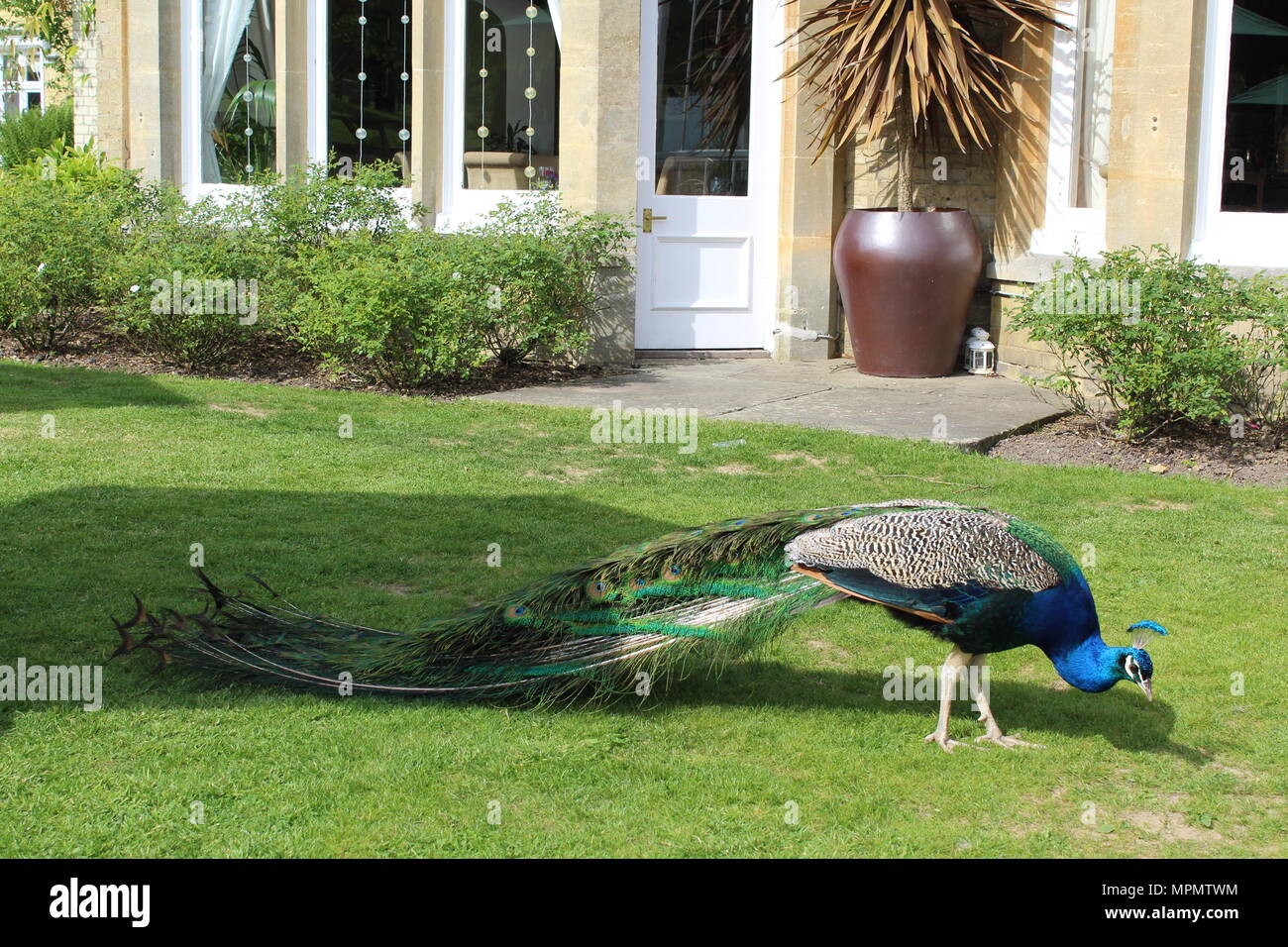 Peacock walking by a house Stock Photo - Alamy