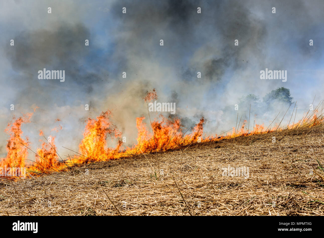 Burning agricultural field, smoke pollution. Image of global and their ...
