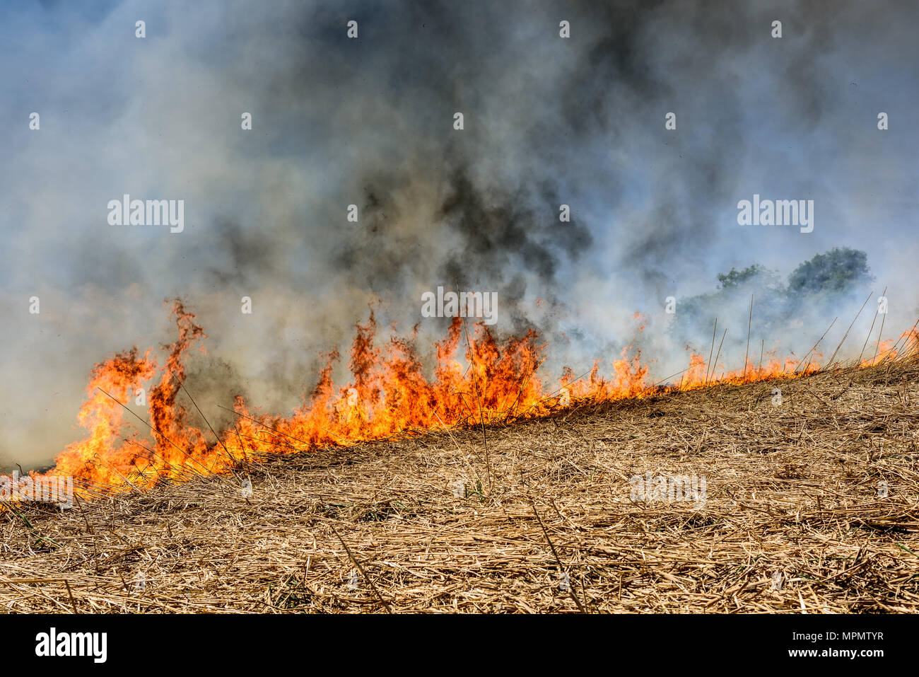 Burning agricultural field, smoke pollution. Image of global and their ...
