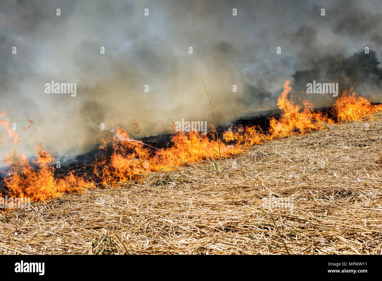 Burning agricultural field, smoke pollution. Image of global and their ...