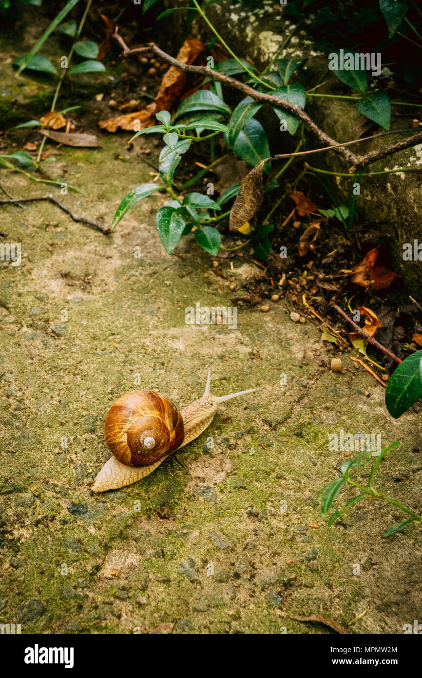 Snail slow moving on the stone surface Stock Photo - Alamy