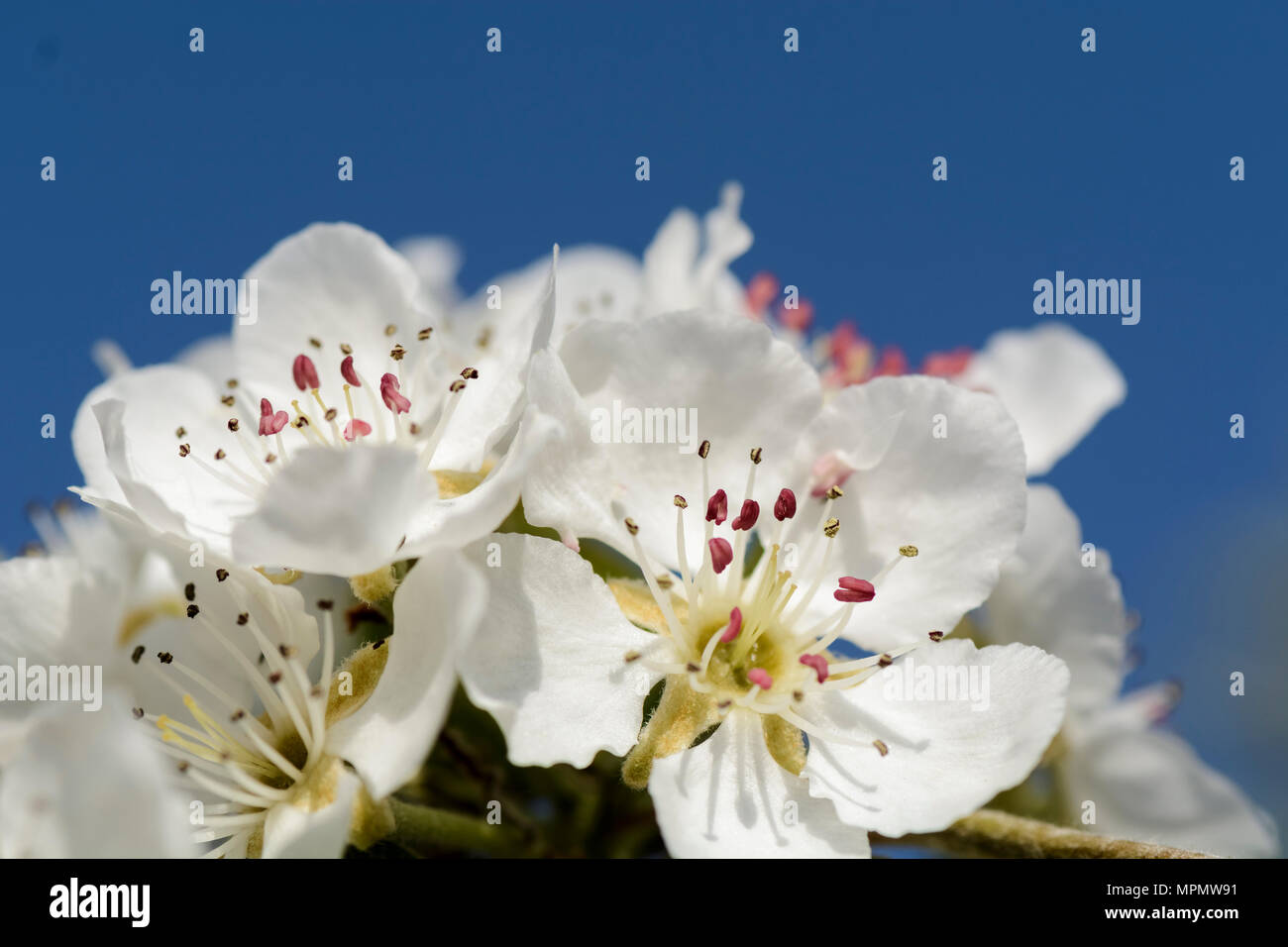 Blooming bradford pear tree hi-res stock photography and images - Alamy