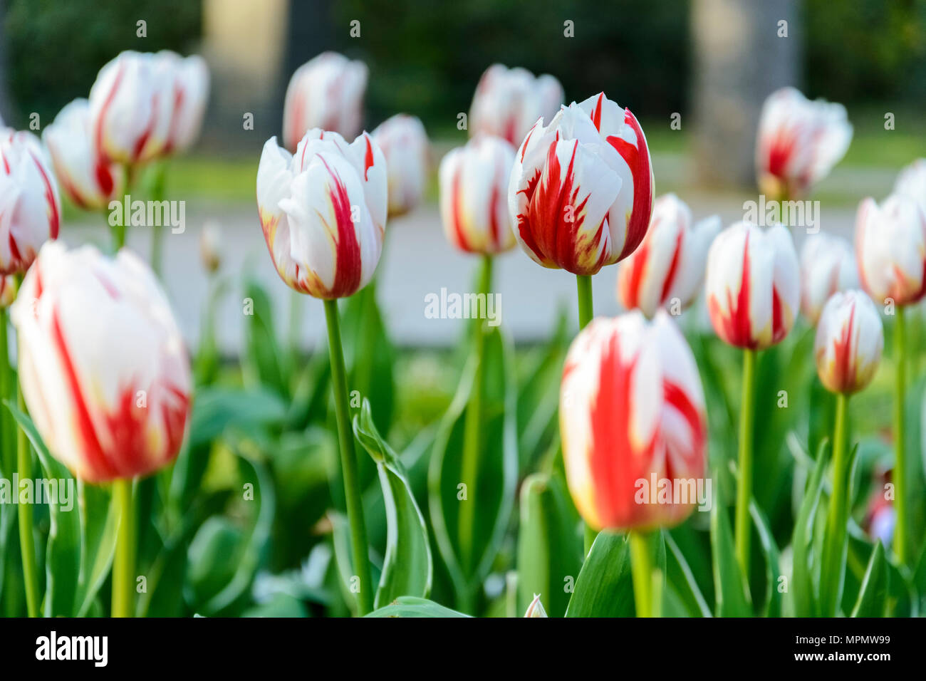 Dual colored flower hi-res stock photography and images - Alamy