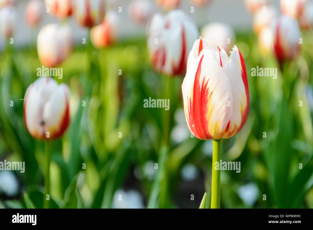 Dual colored flower hi-res stock photography and images - Alamy