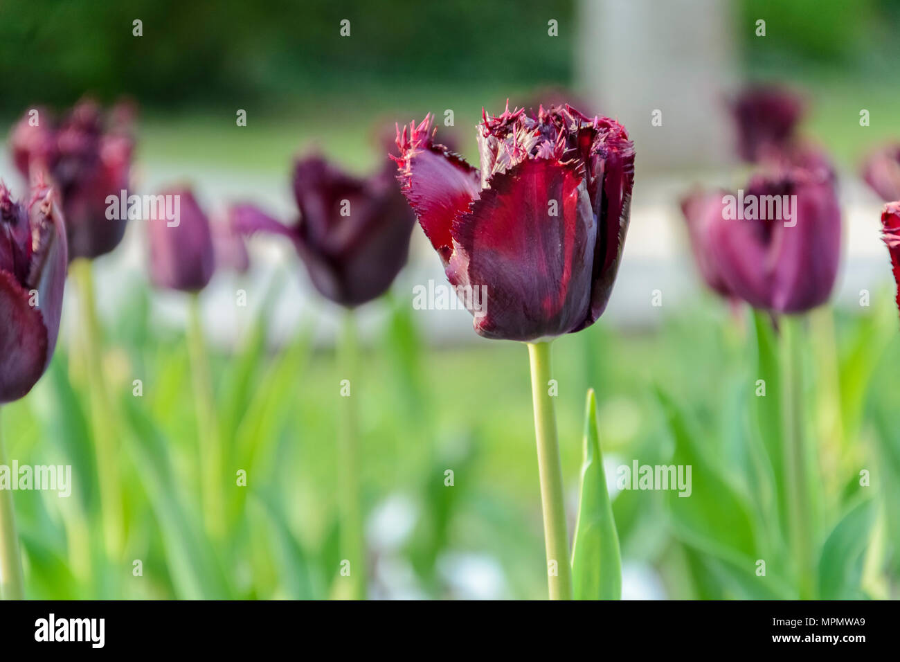 Parrot tulip black background hi-res stock photography and images - Alamy
