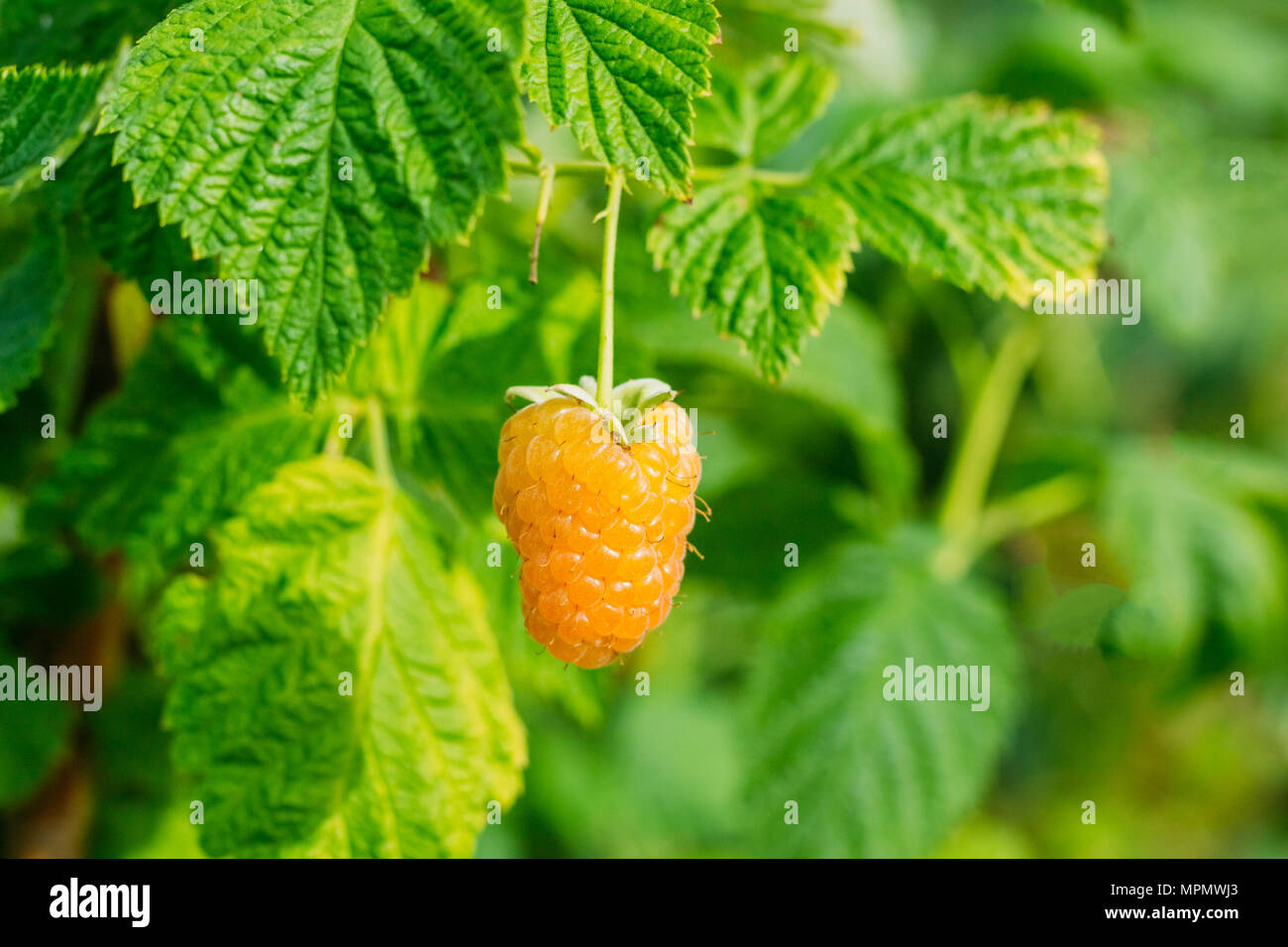 Yellow ripe raspberry berry close-up among green leaves of a raspberry ...