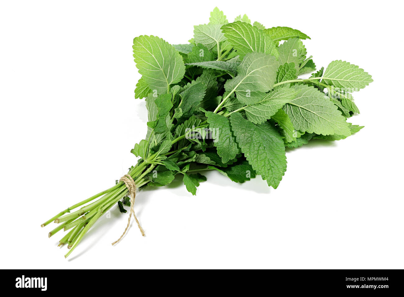 bunch of lemon balm isolated on white background Stock Photo - Alamy