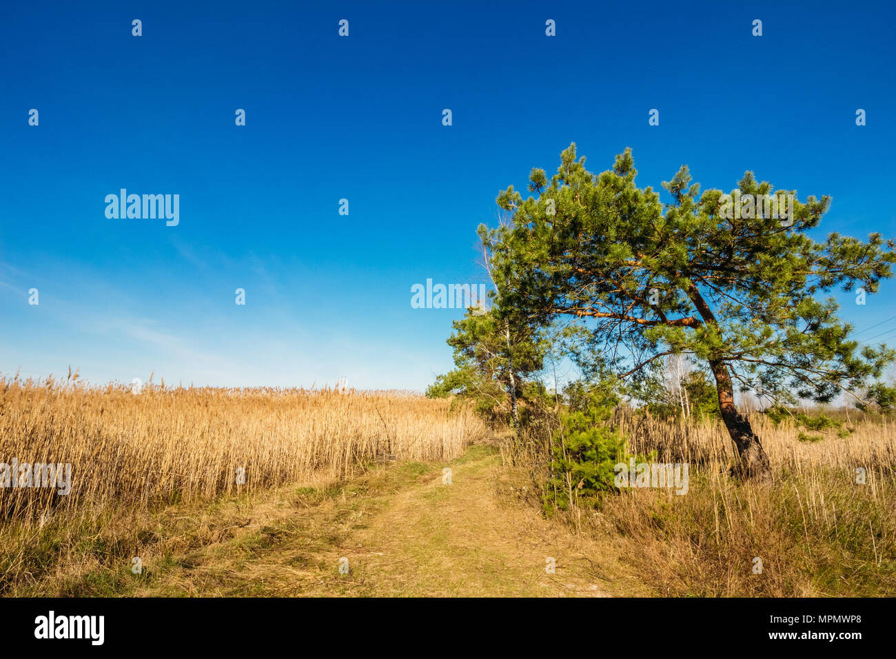 Old sprawling pine in a field near the road Stock Photo - Alamy