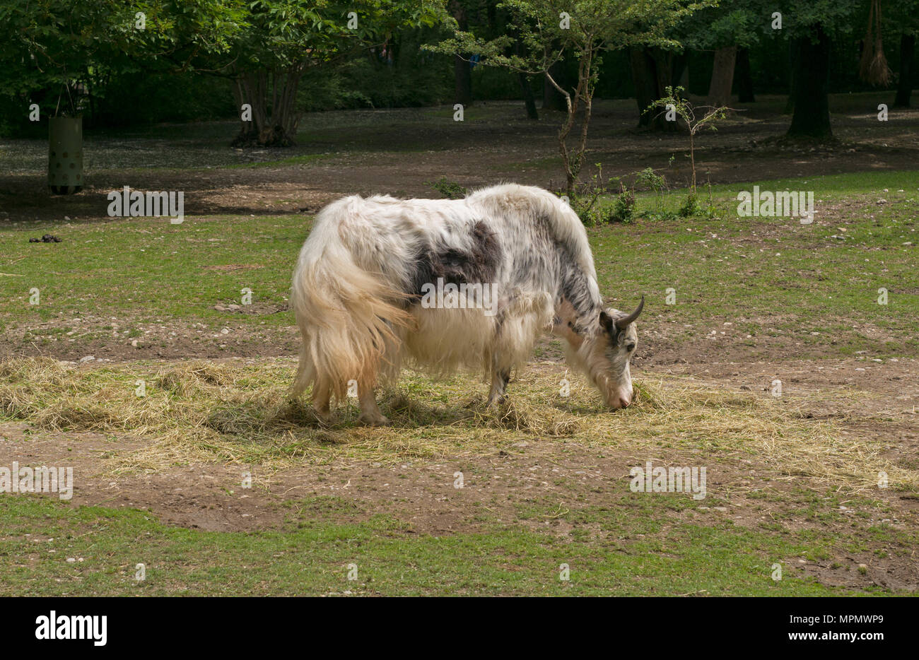 Domestic yak eating dried grass from ground in compound Stock Photo - Alamy