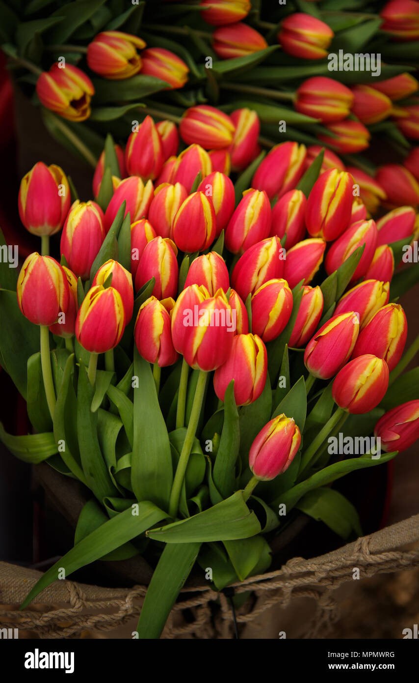 Beautiful colorful red and orange tulip flowers bloom in spring garden ...