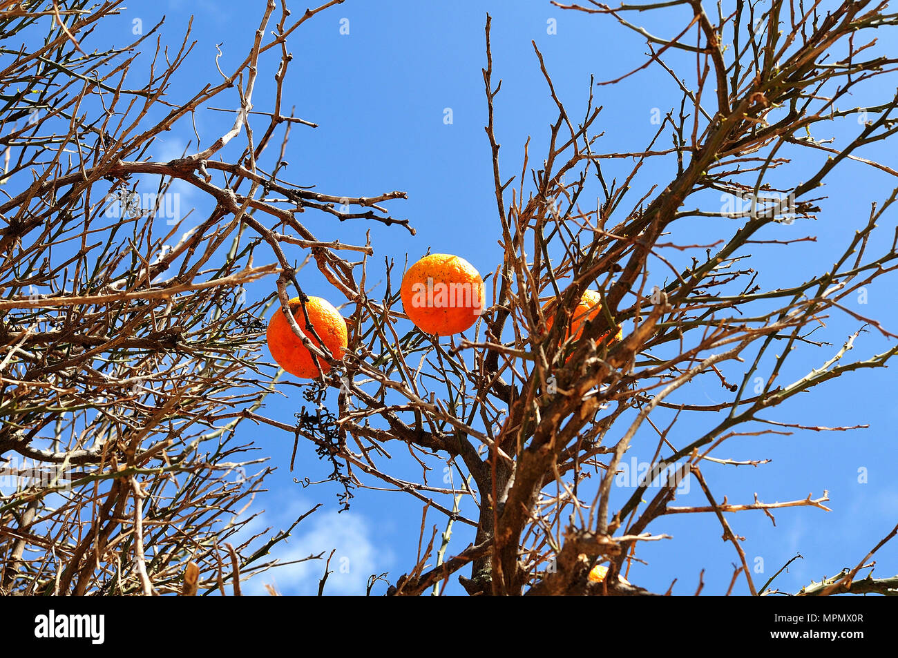 Fruit tree without fruits hi-res stock photography and images - Alamy
