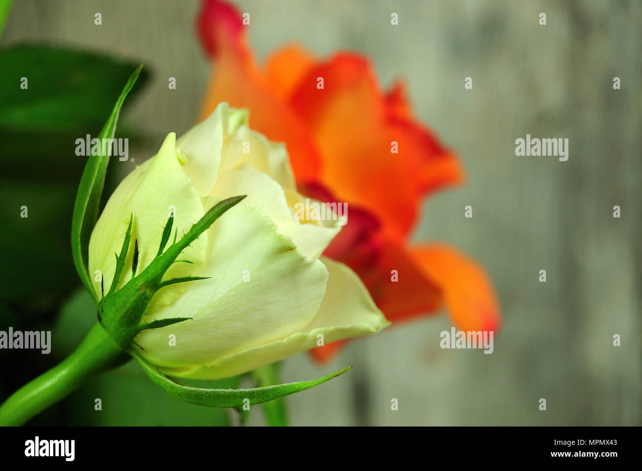 Cream colored rose hi-res stock photography and images - Alamy