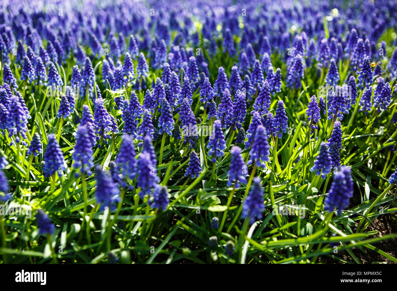 Beautiful blue starch grape hyacinth flowers bloom in spring garden ...