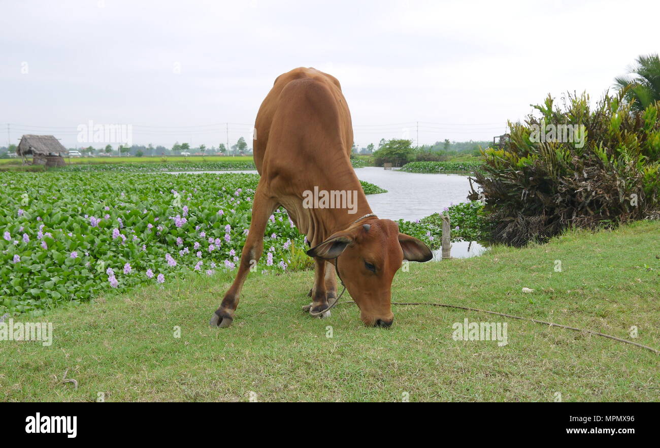 Dairy cow eating grass hi-res stock photography and images - Alamy