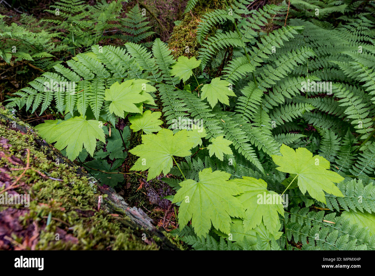 Forest understory hi-res stock photography and images - Alamy
