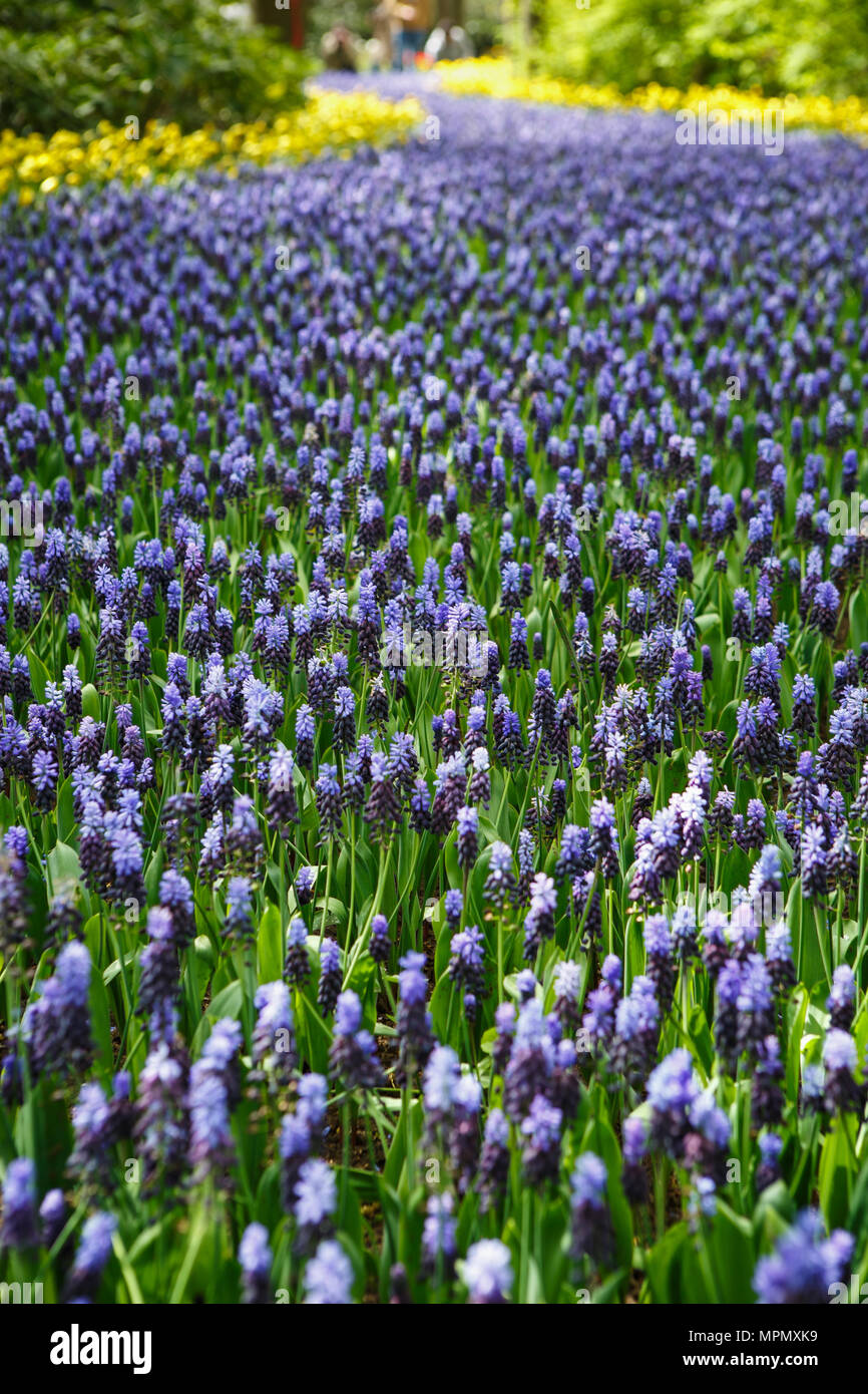 Beautiful blue starch grape hyacinth flowers bloom in spring garden ...