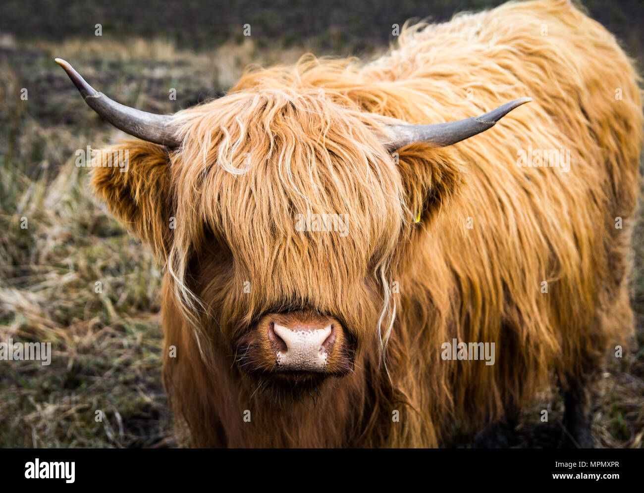 A highland cow near Loch Lomond Stock Photo - Alamy