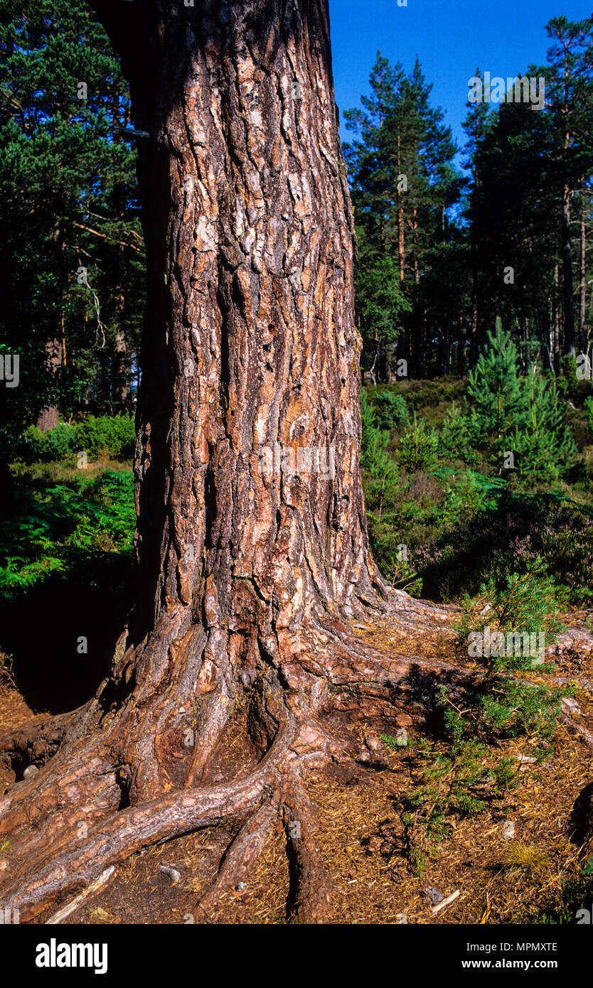 Last habitat hi-res stock photography and images - Alamy