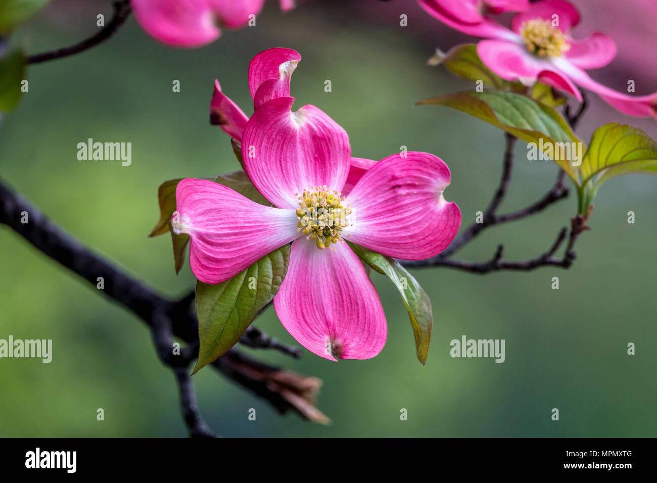 Cornus is a genus of woody plants in the family Cornaceae, commonly ...