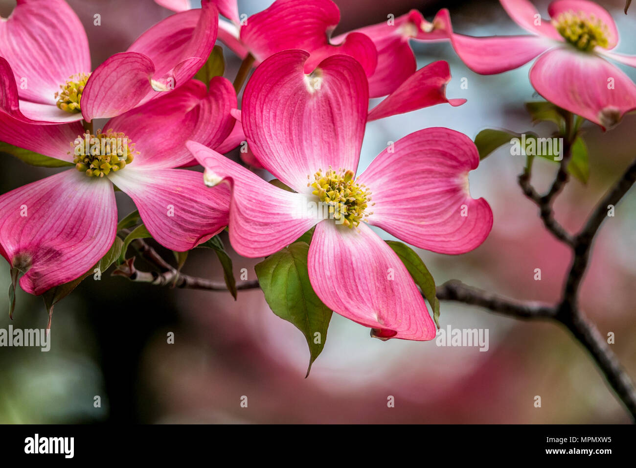 Cornus is a genus of woody plants in the family Cornaceae, commonly ...