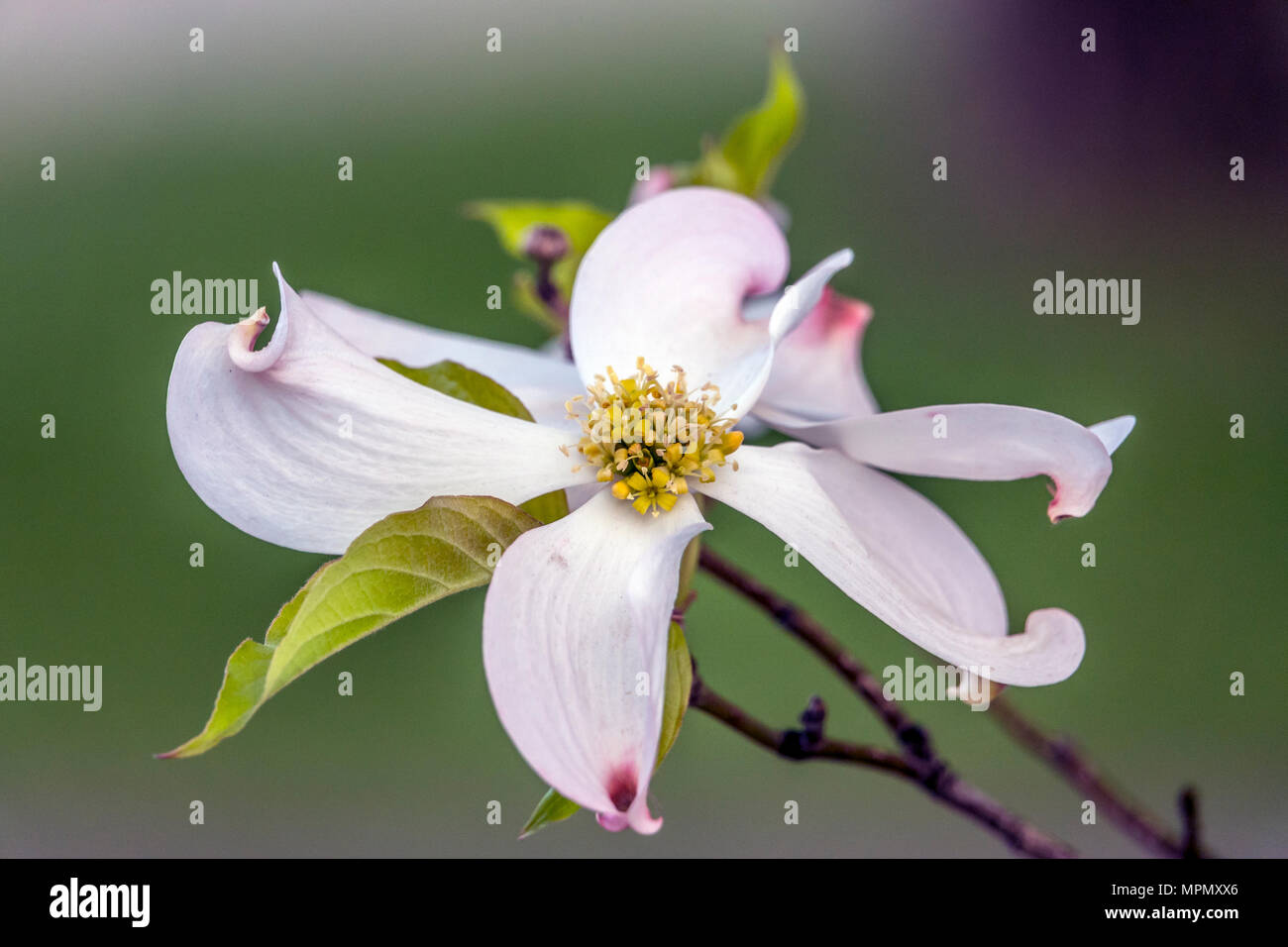Cornus is a genus of woody plants in the family Cornaceae, commonly ...