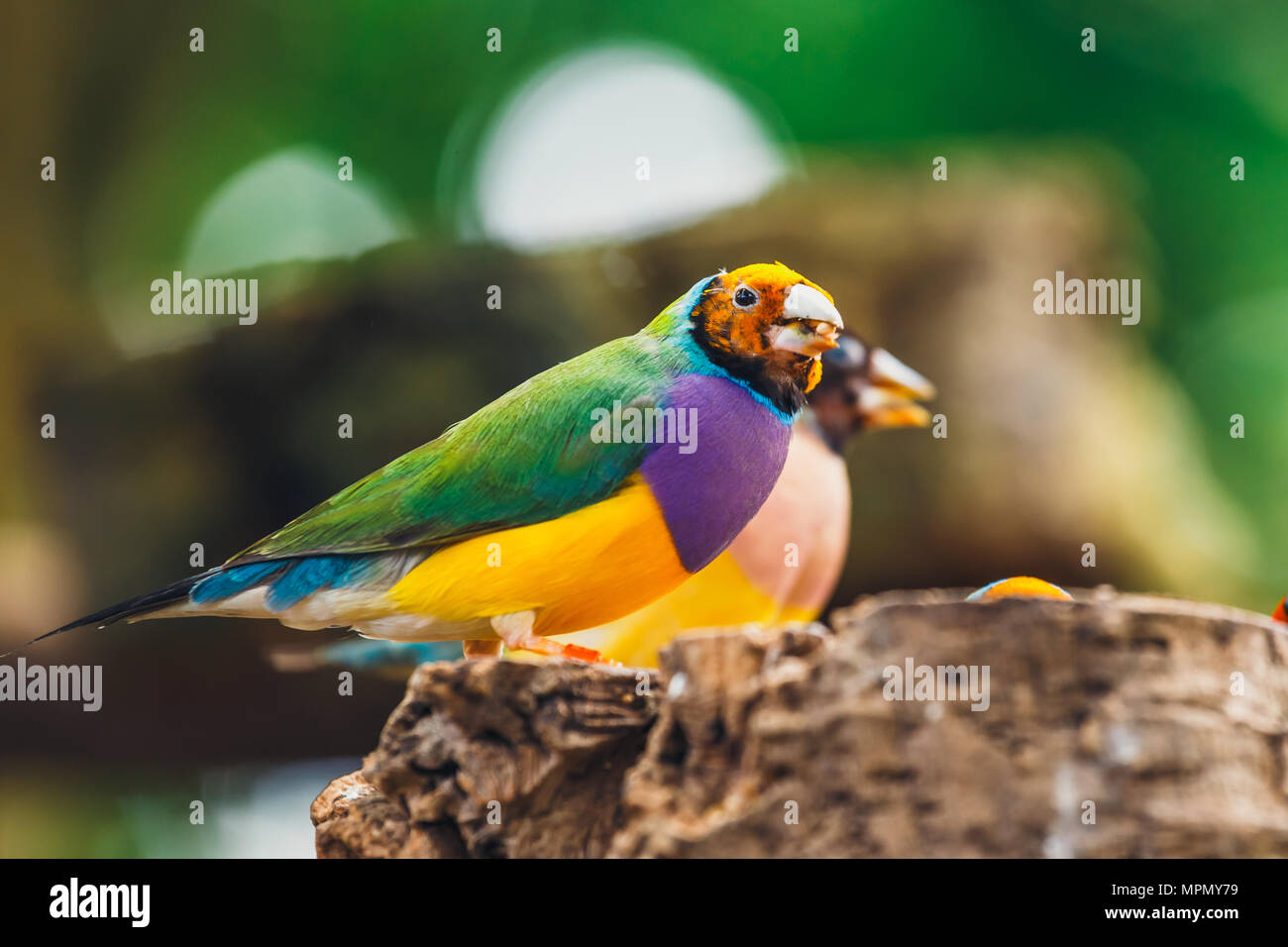 The Lady Gouldian finch, Erythrura gouldiae, close up Stock Photo - Alamy