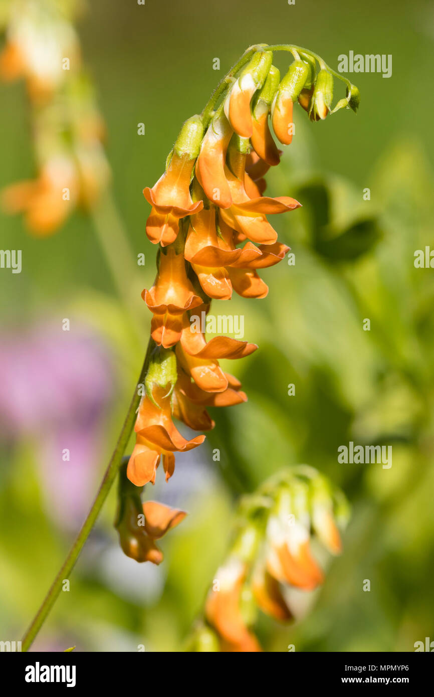 Pea plant flower hi-res stock photography and images - Alamy