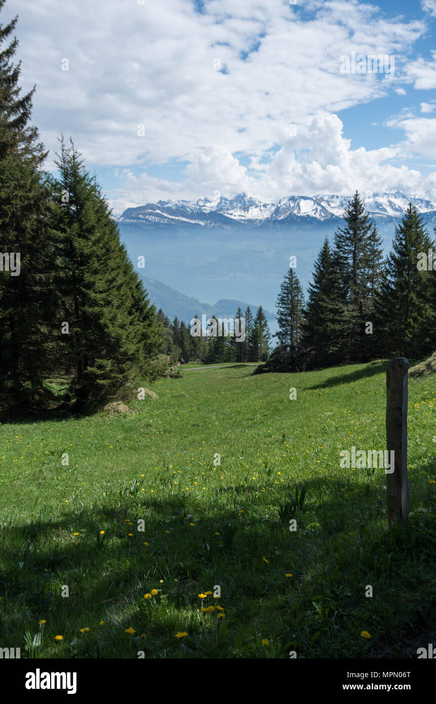 View of the swiss alps from Mount rigi with flowering dandelions and ...