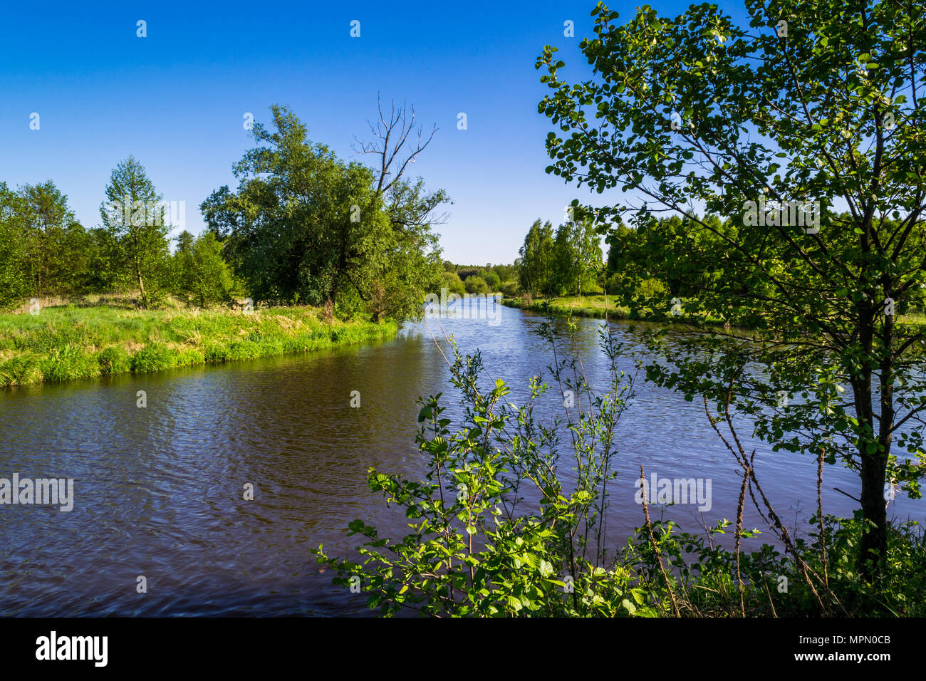 River meadow plants hi-res stock photography and images - Alamy