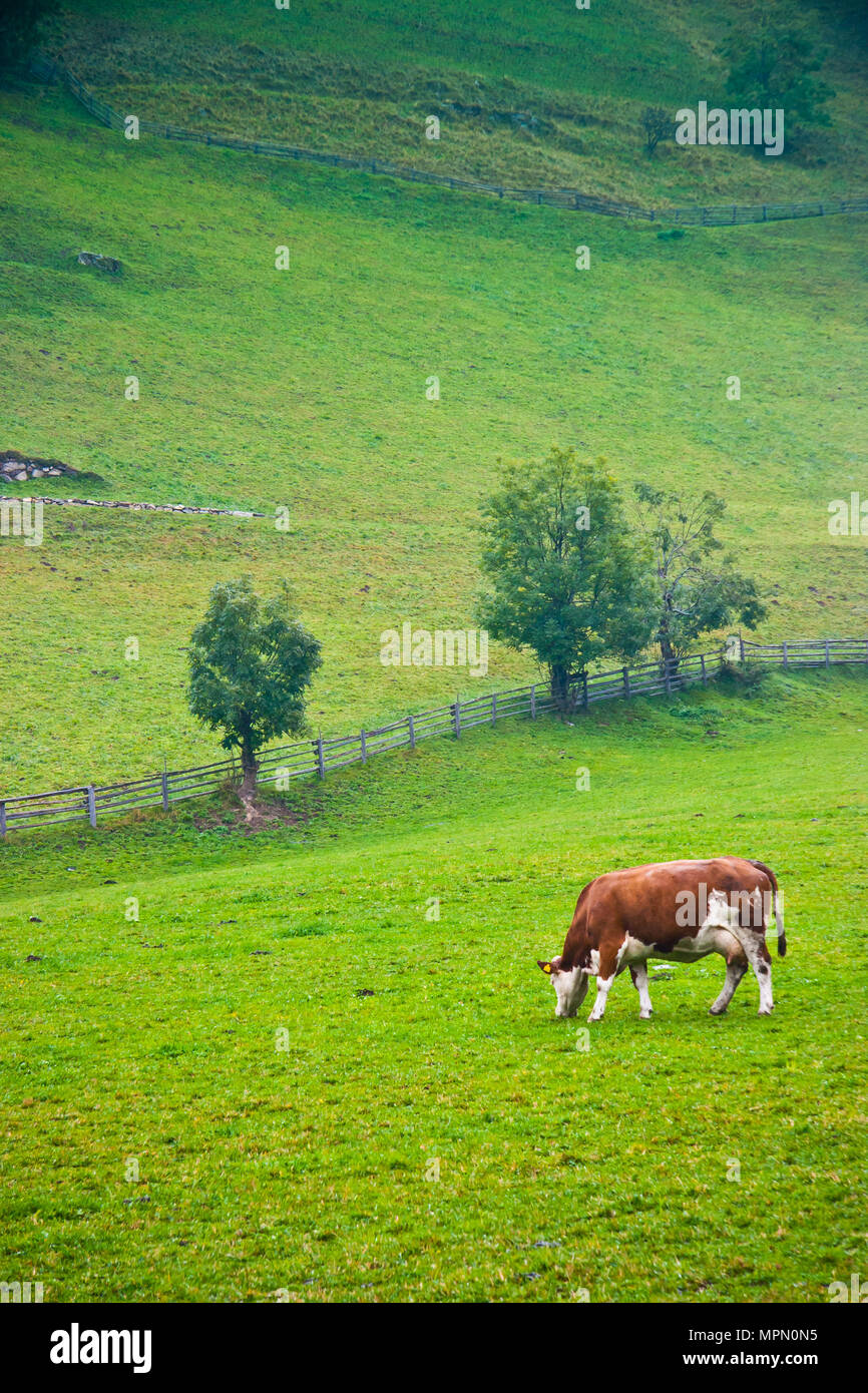 Italian red pied cow grazing in a pasture in Valle Aurina, Brunico ...