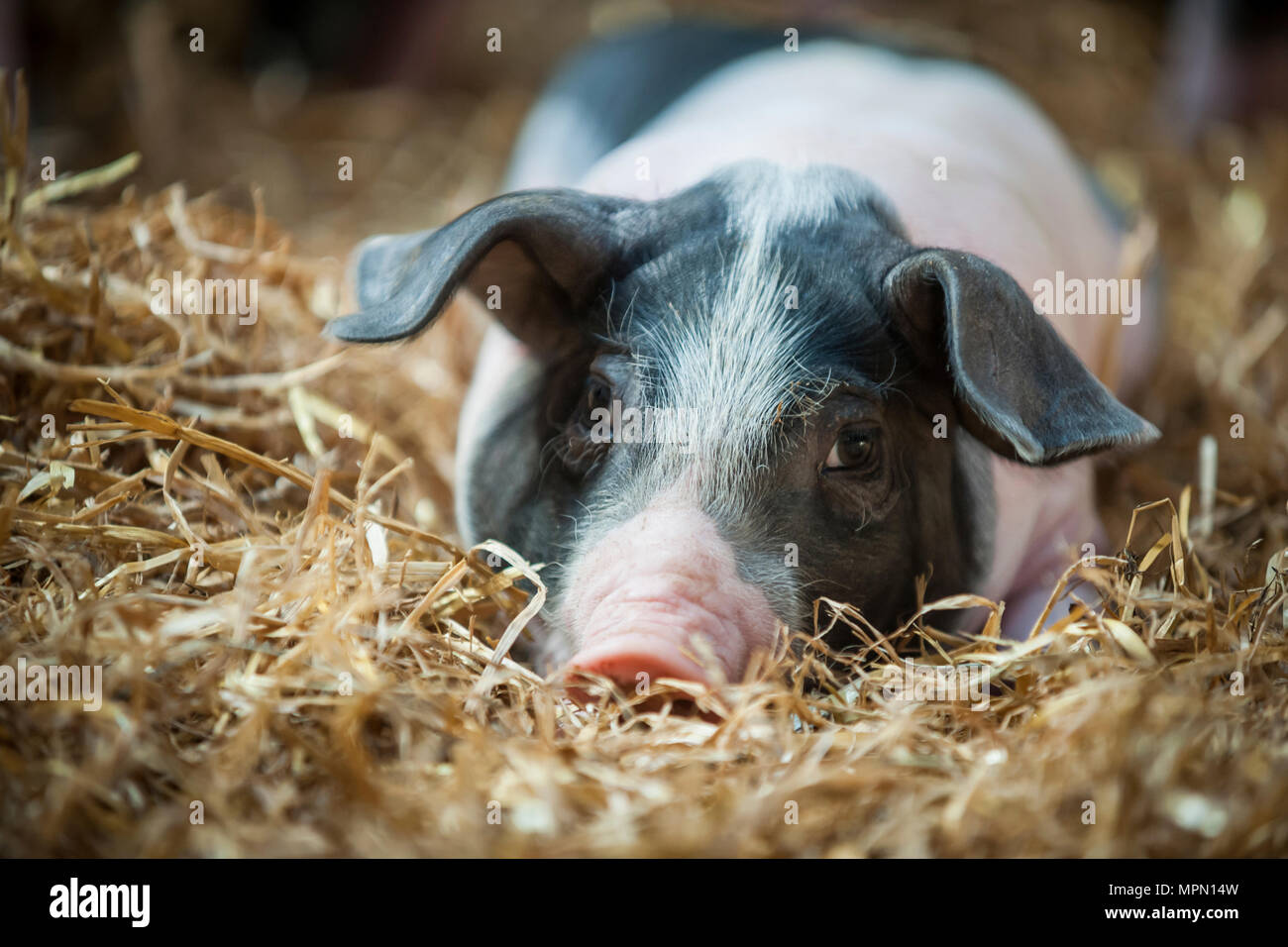 Germany, Farrow on farm Stock Photo - Alamy