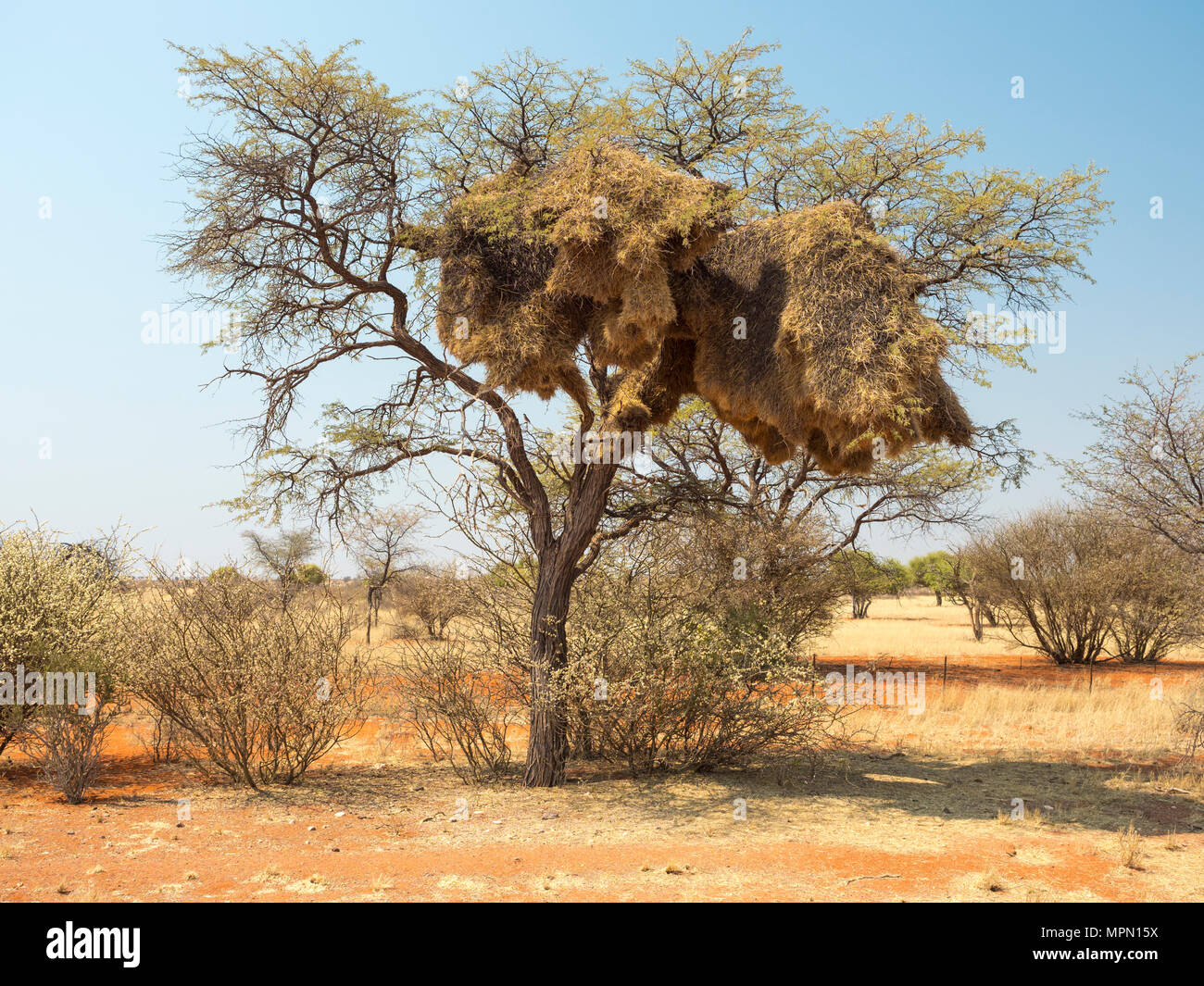 Africa, Namibia, community nest of weaver birds Stock Photo - Alamy