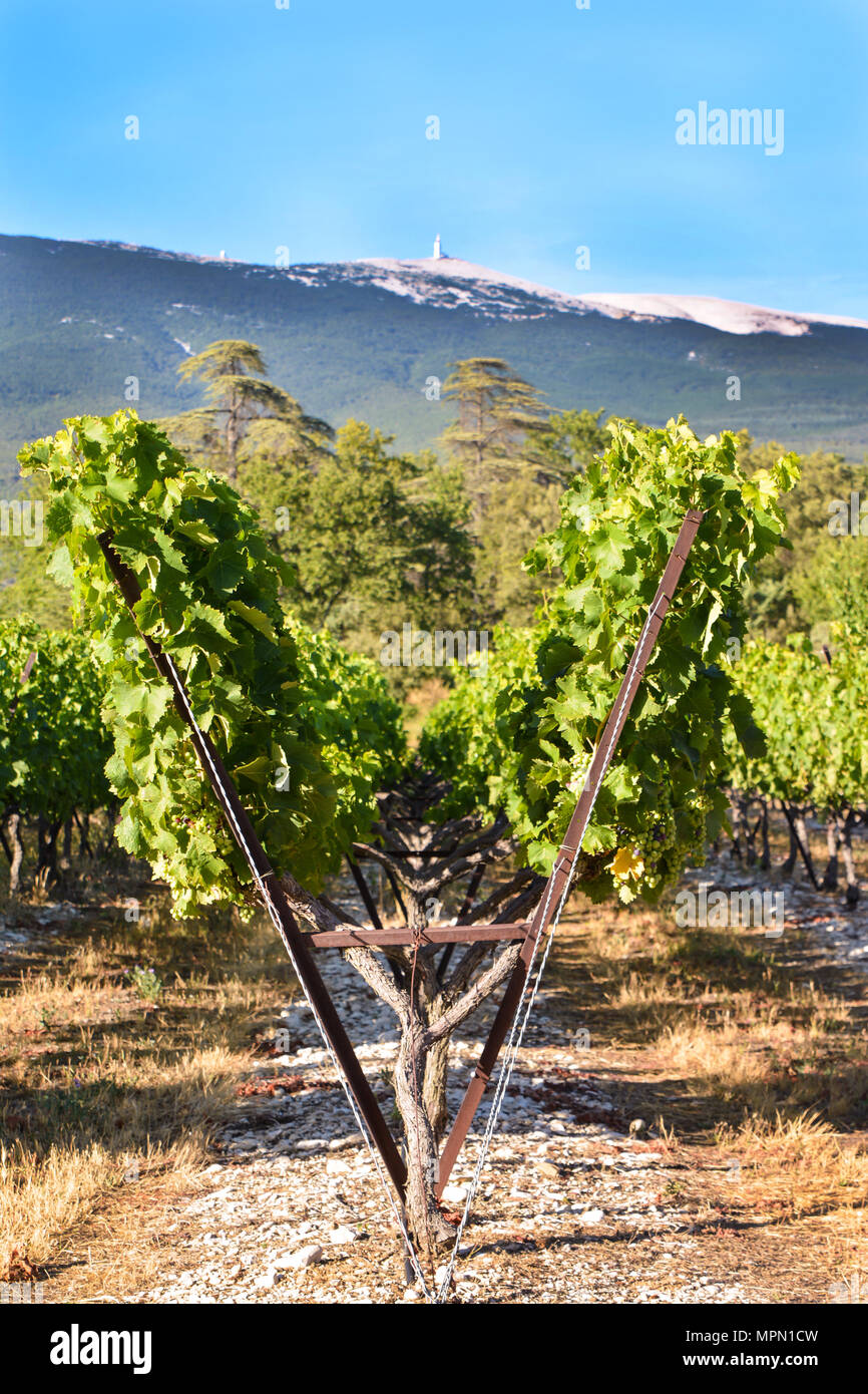 Vineyard. Field of grape trees farm. Nature landscape of Provence Stock ...