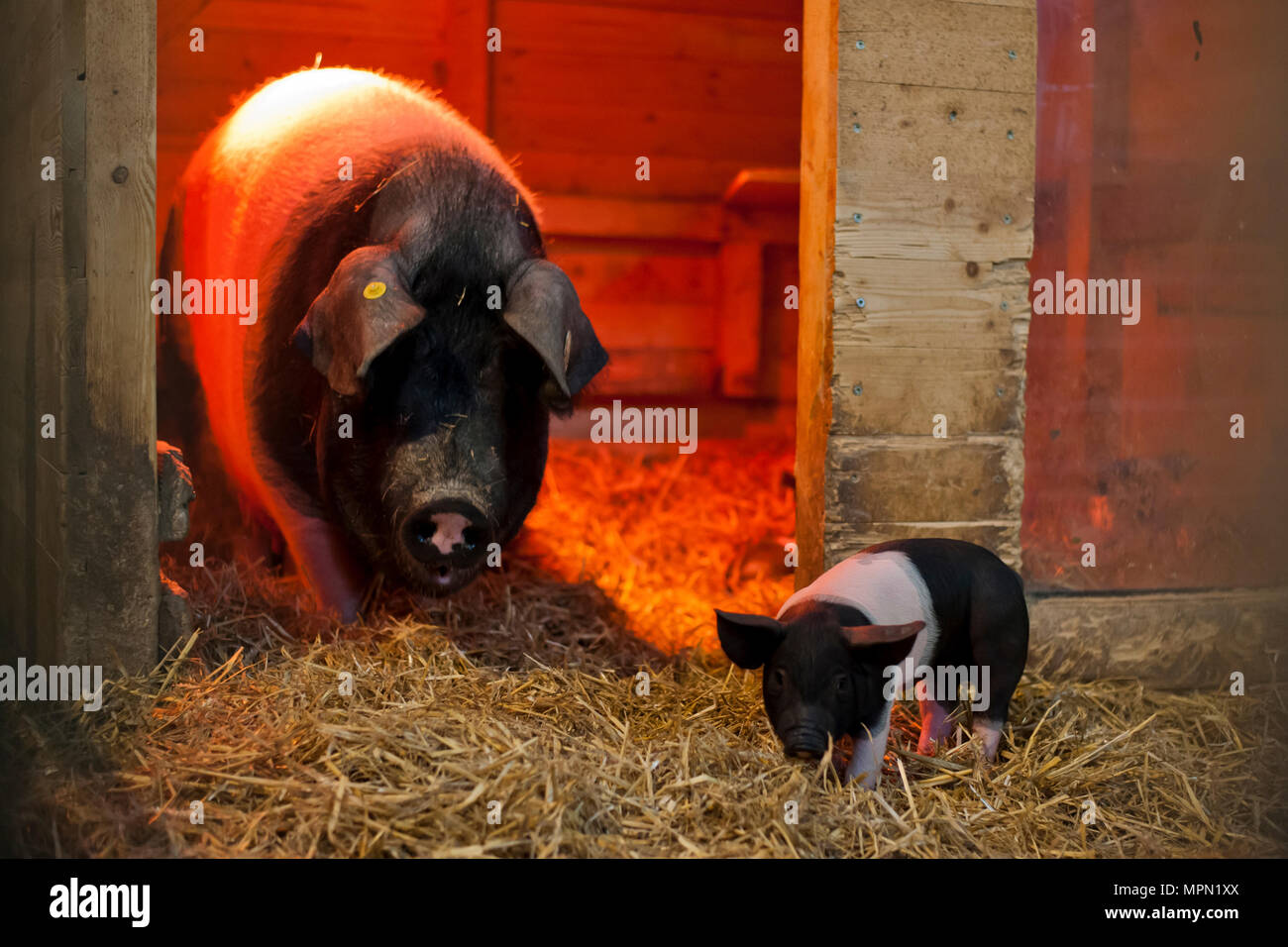Farrow farm hi-res stock photography and images - Alamy