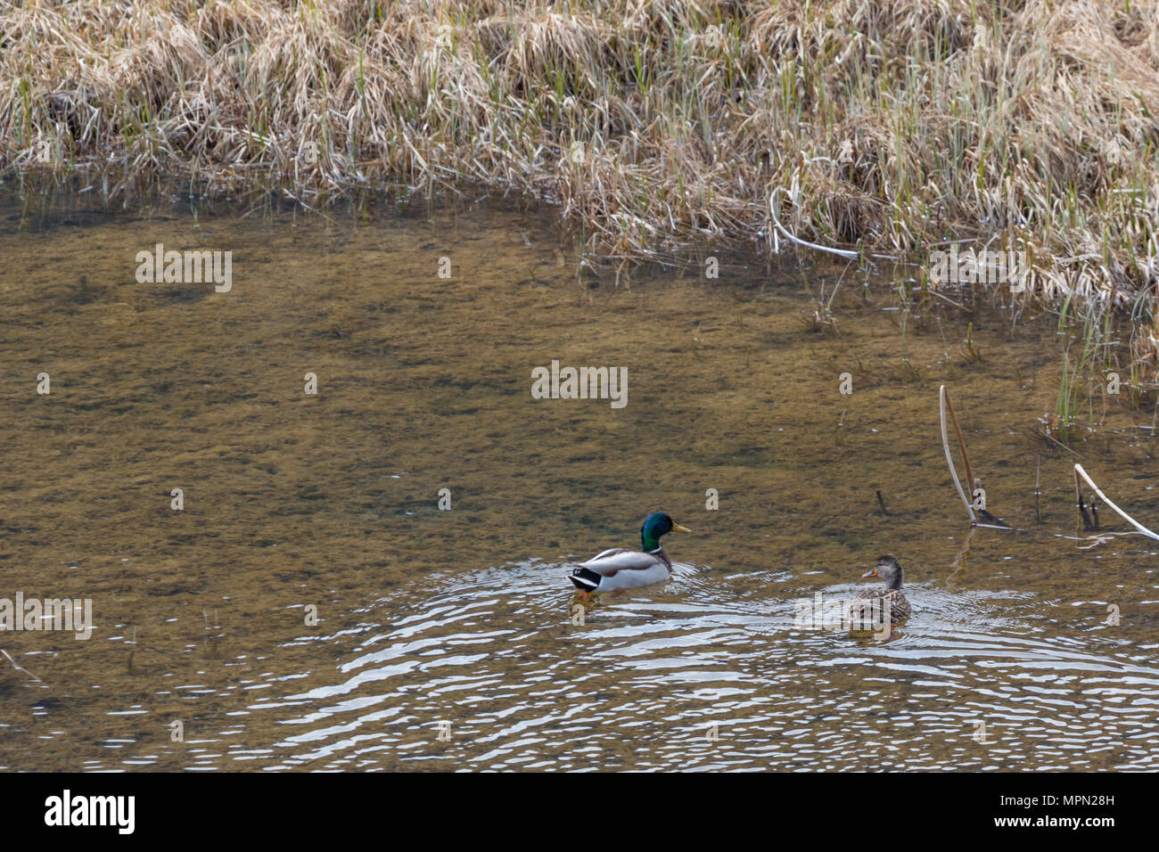 Mallards in a pond hi-res stock photography and images - Alamy