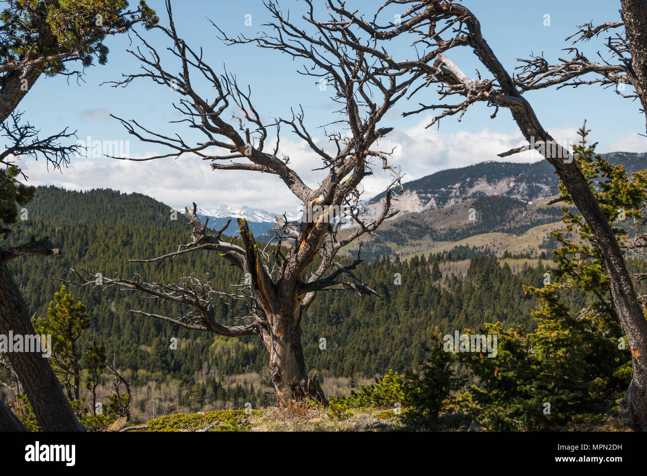 Bob creek wildland alberta hi-res stock photography and images - Alamy
